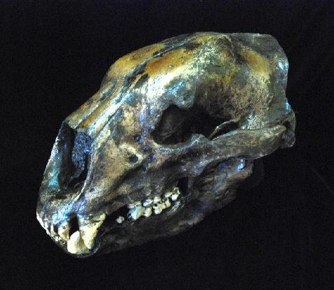 Bear: Short Faced Bear skull #2 fossil cast replica – TaylorMadeFossils ...