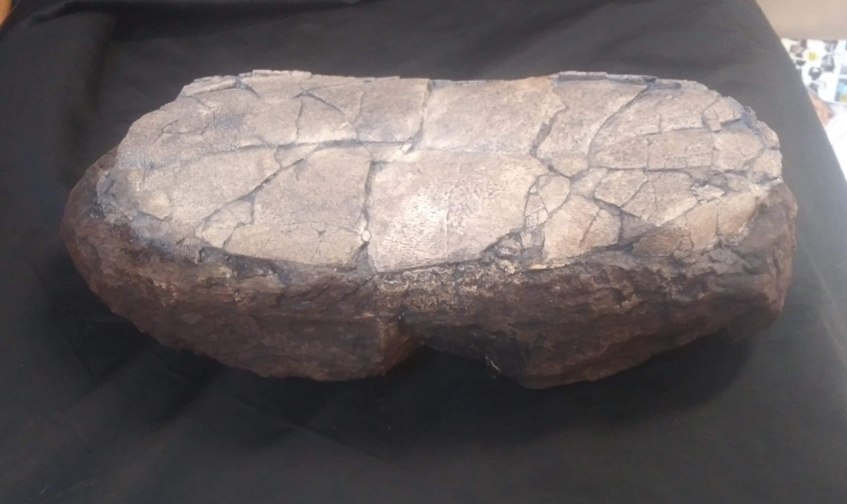 Tarbosaurus egg cast replica. Asian T.rex Dinosaur egg cast reproducti ...
