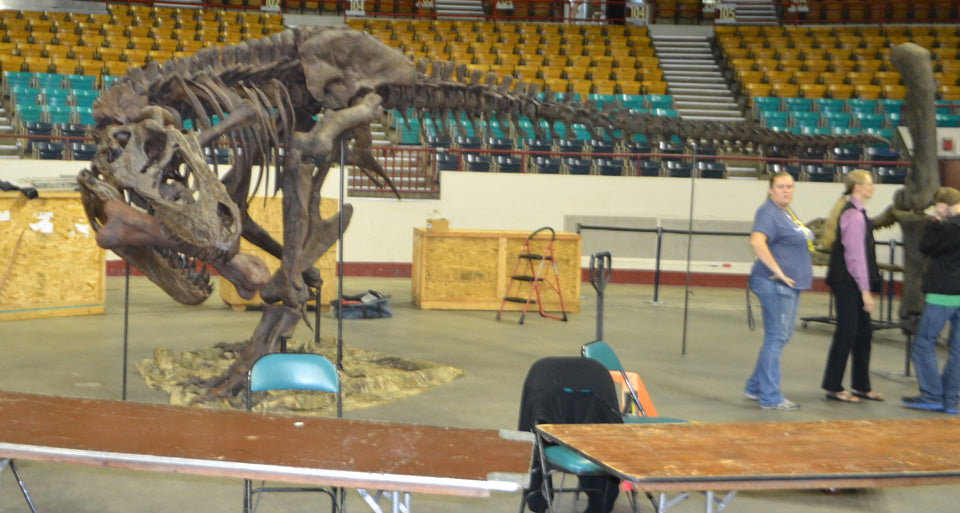 T-rex: Ivan the T.rex skeleton cast replica – TaylorMadeFossils.com and ...
