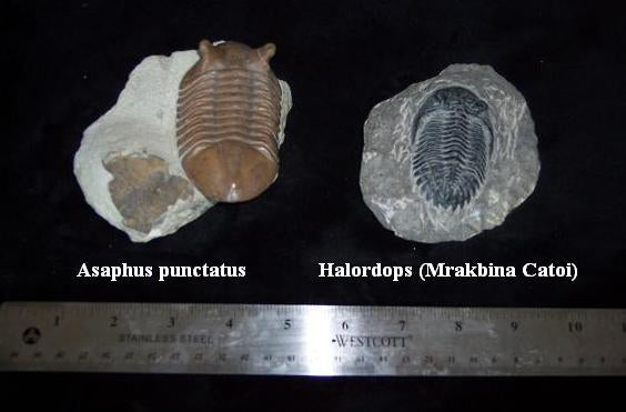 Hollardops Trilobite cast replica – BigfootCasts.com
