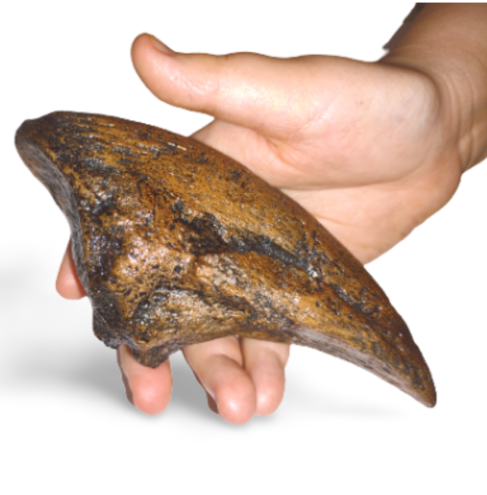 Acrocanthosaurus Foot Toe claw cast replica – BigfootCasts.com
